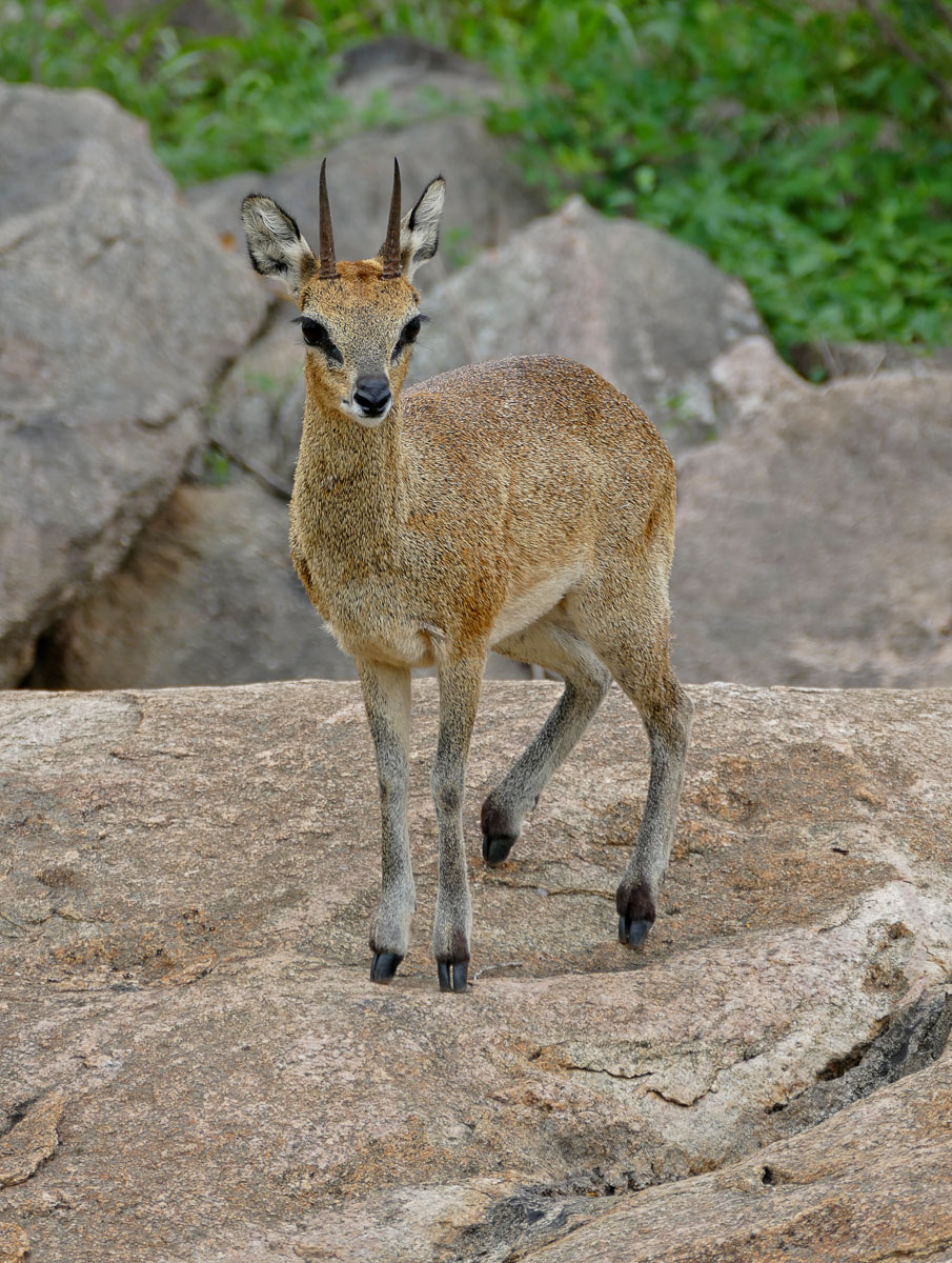Klipspringer KLIPSPRINGER ANTELOPE Stock Photo Minden Pictures